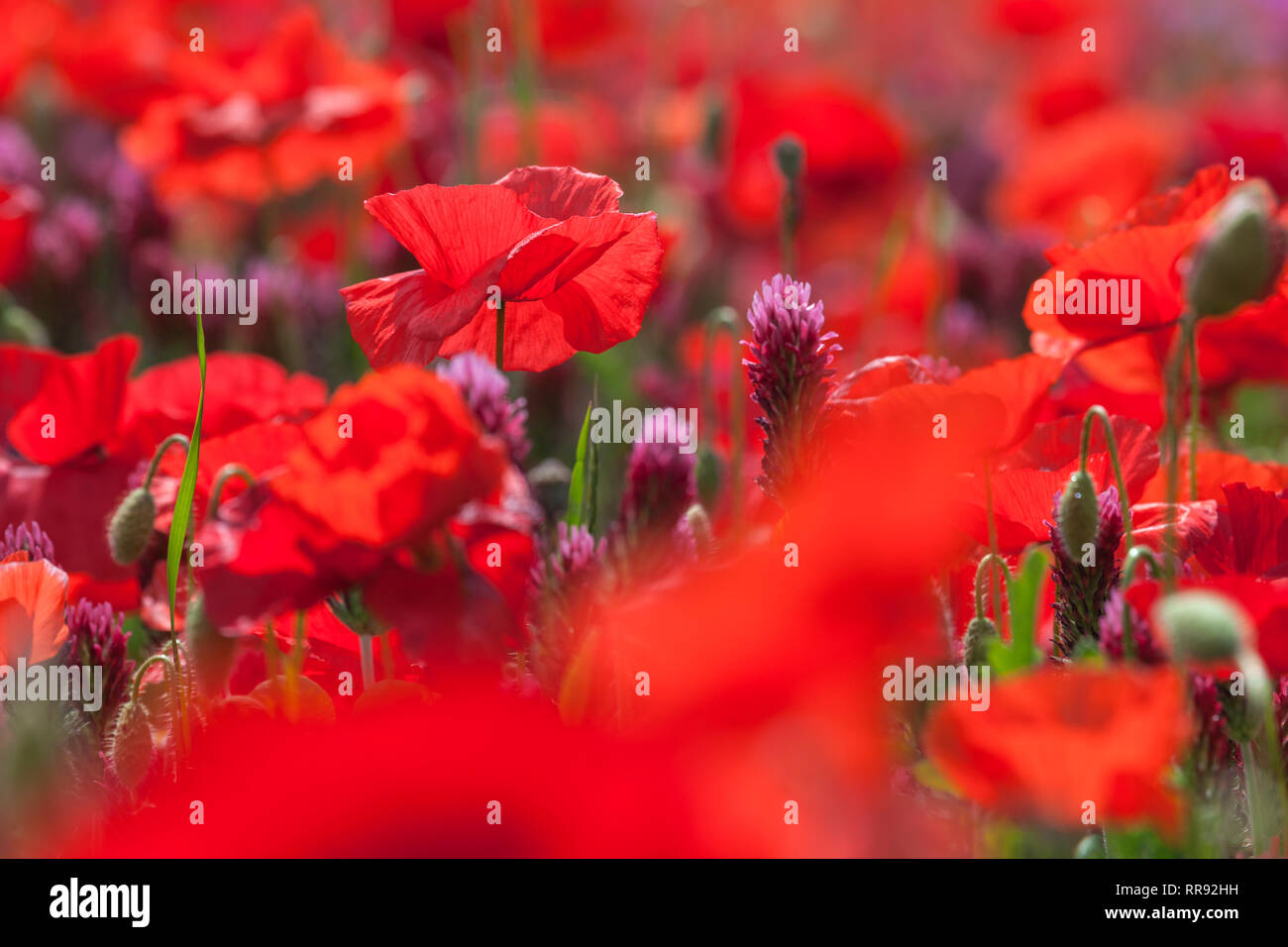 botany, field with crimson clover and corn poppy, Trifolium incarnatum ...