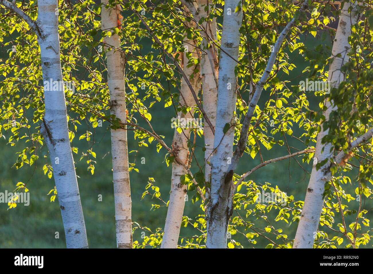 botany, birch (Betula), five birch, Upper Bavaria, Bavaria, Germany ...