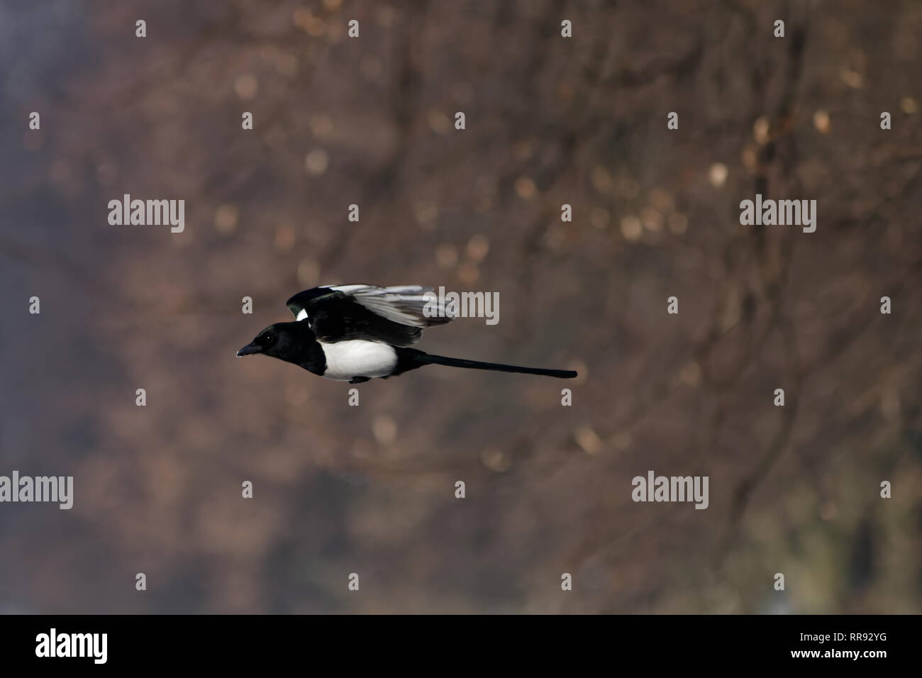 Common magpie (pica pica) in Park Slaski, Chorzów, Poland Stock Photo ...