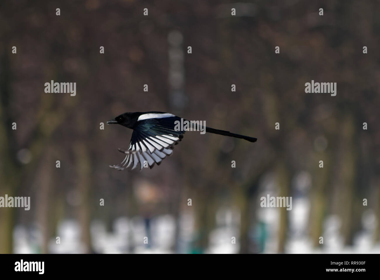 Common magpie (pica pica) in Park Slaski, Chorzów, Poland Stock Photo ...