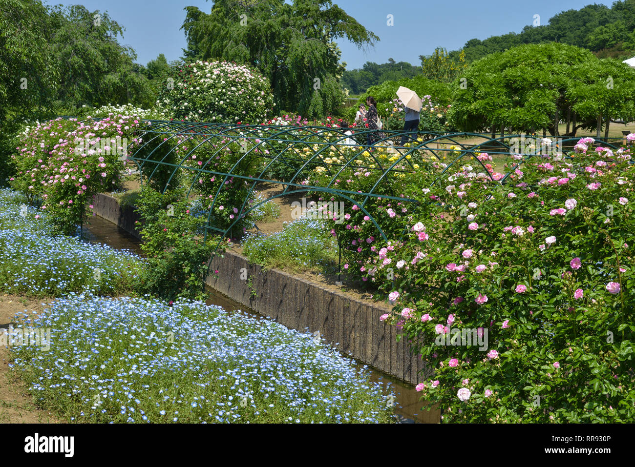 Rose garden at spring time in Tochigi, Japan Stock Photo - Alamy