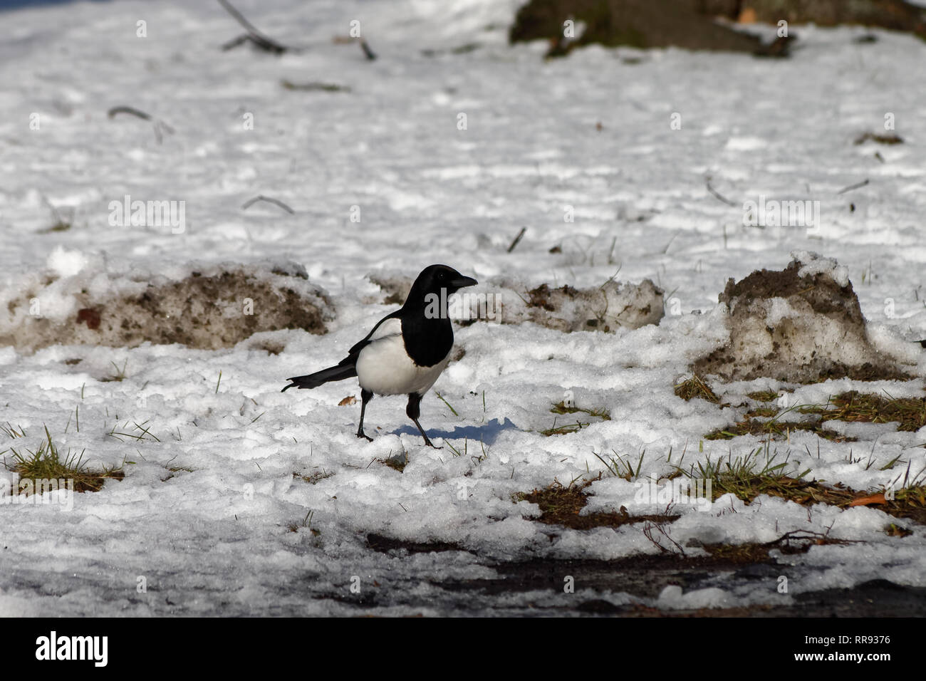 Common magpie (pica pica) in Park Slaski, Chorzów, Poland Stock Photo ...