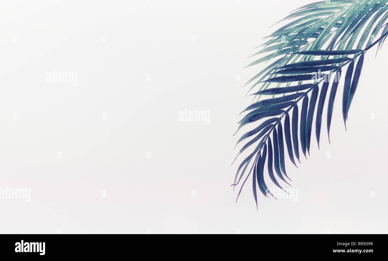Palm frond hanging hi-res stock photography and images - Alamy