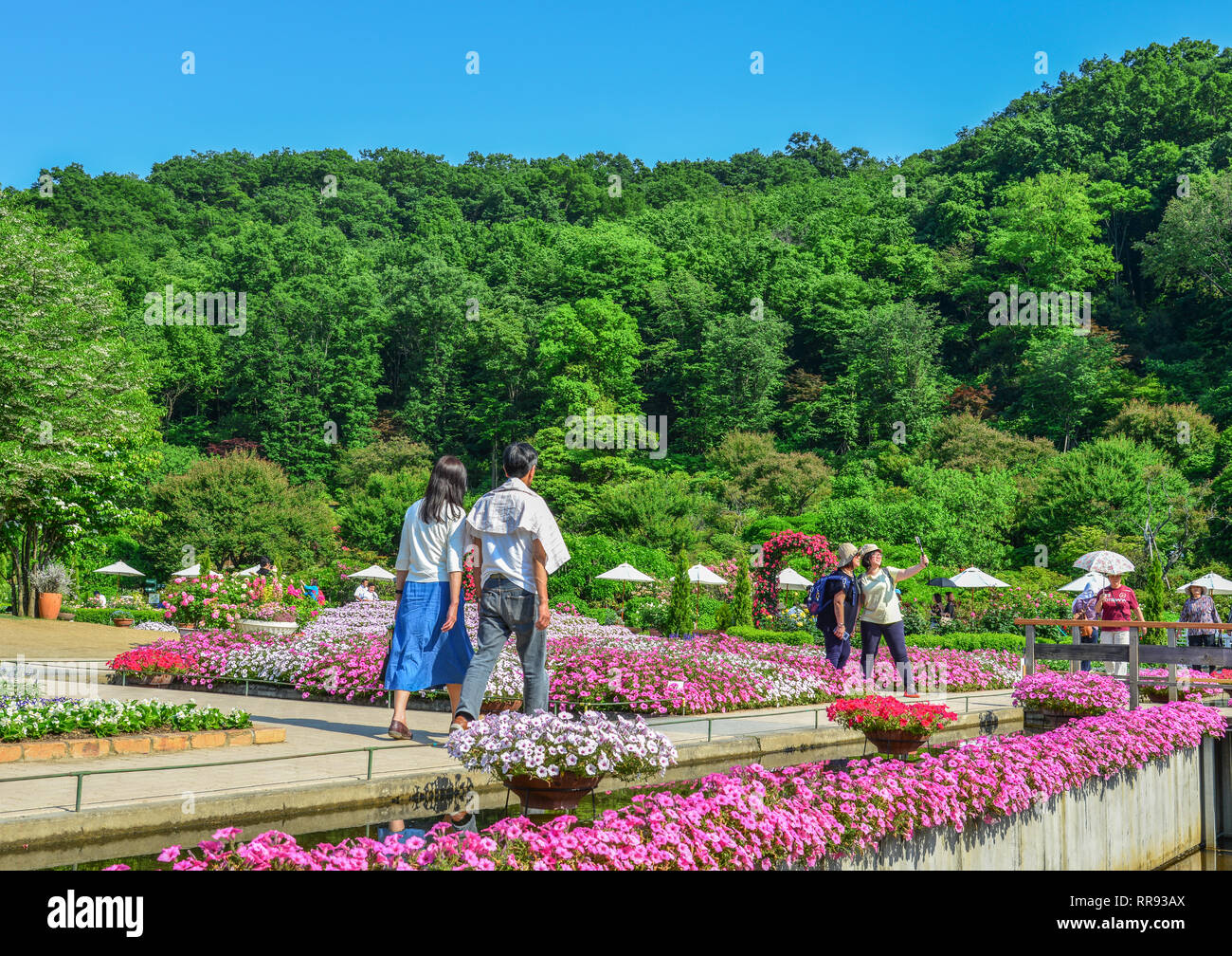 Flower park at spring time in Ashikaga, Japan Stock Photo - Alamy