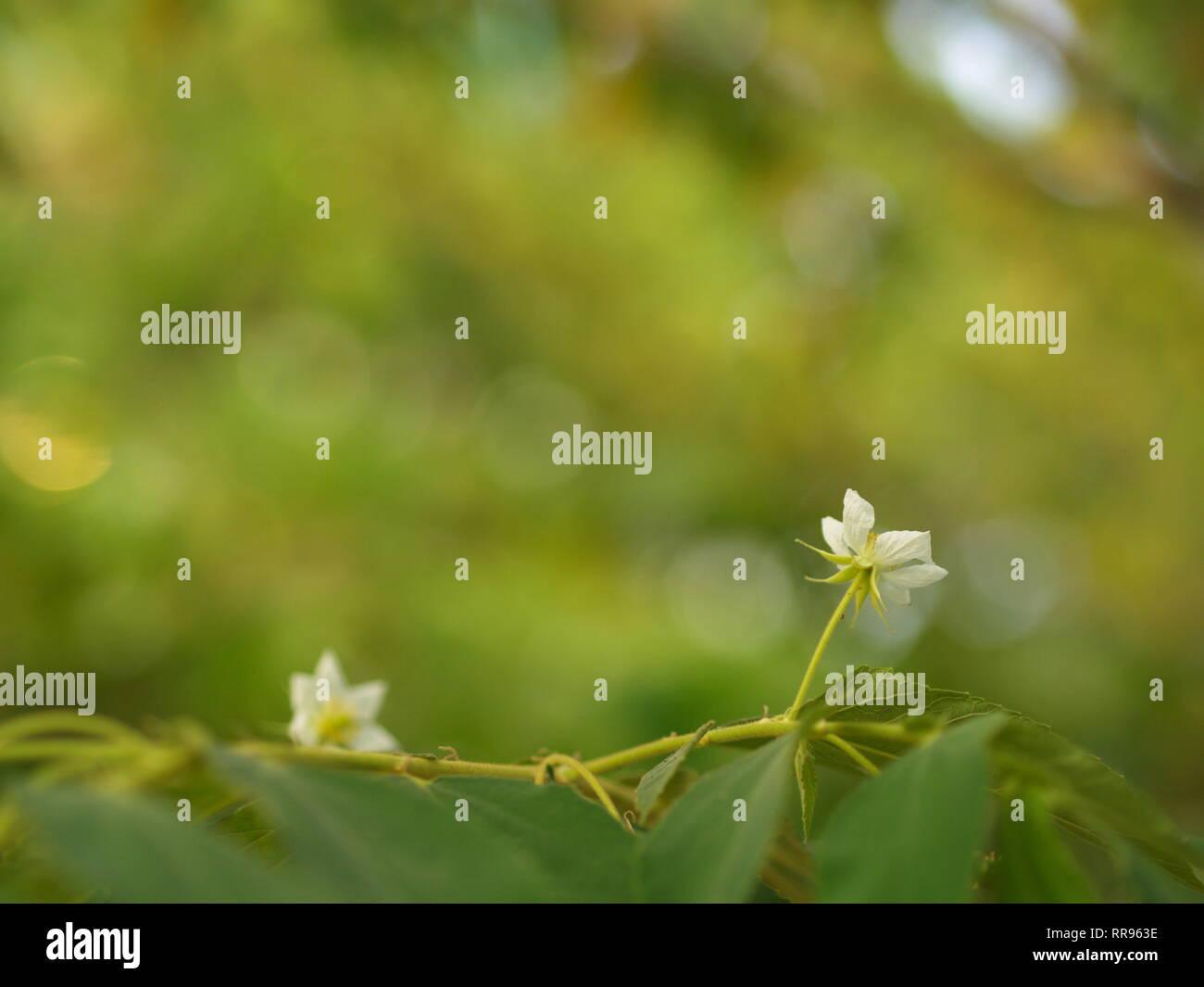 Flacourtiaceae hi-res stock photography and images - Alamy