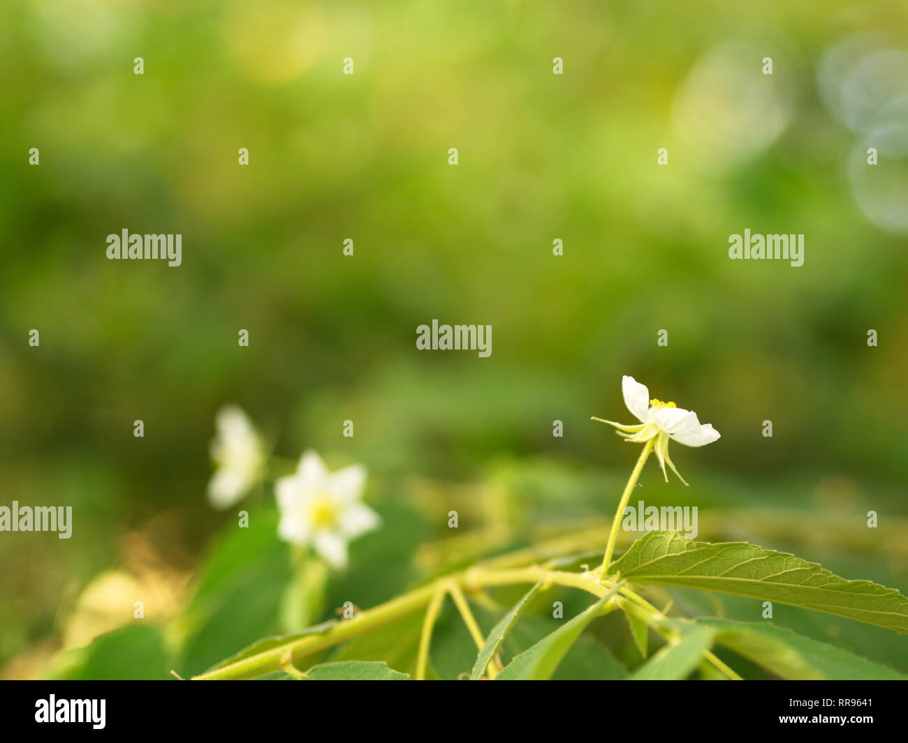 Flower of Flacourtia rukam Tree with Natural Morning Light and Green ...