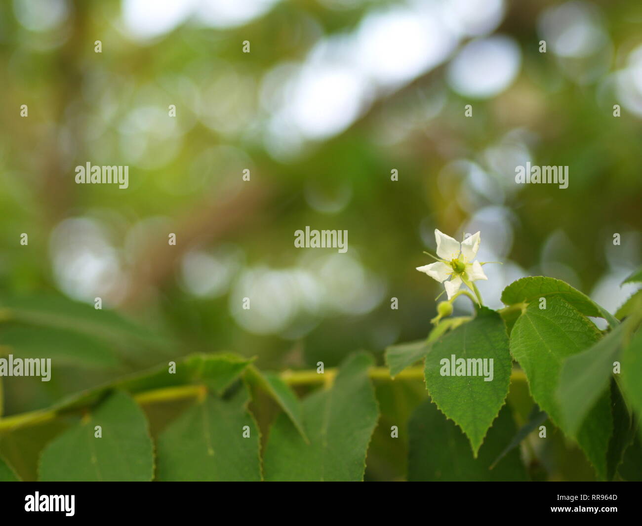 Flower of Flacourtia rukam Tree with Natural Morning Light and Green ...