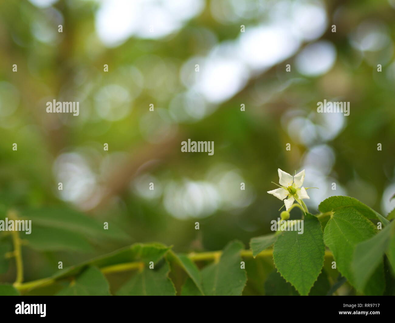 Flower of Flacourtia rukam Tree with Natural Morning Light and Green ...