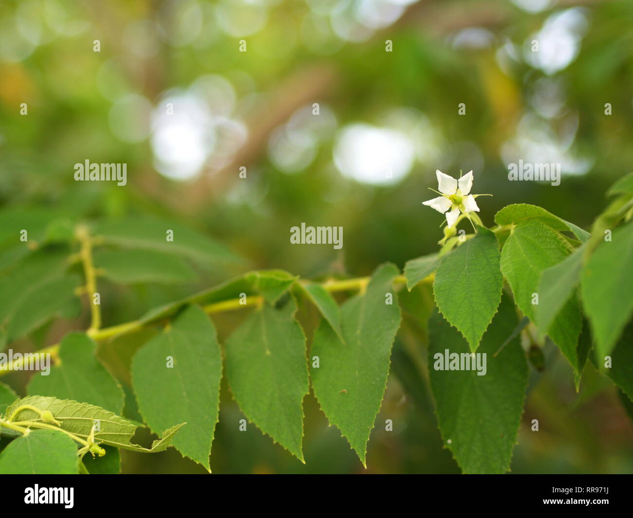 Flower of Flacourtia rukam Tree with Natural Morning Light and Green ...