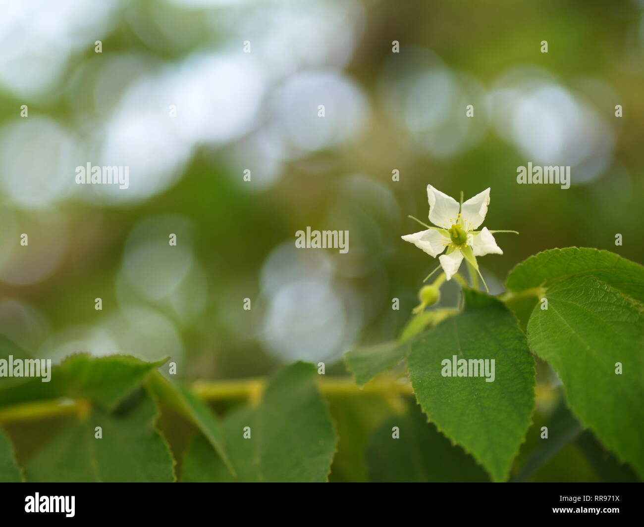Flower of Flacourtia rukam Tree with Natural Morning Light and Green ...
