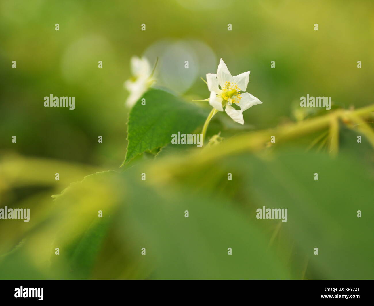 Flower of Flacourtia rukam Tree with Natural Morning Light and Green ...