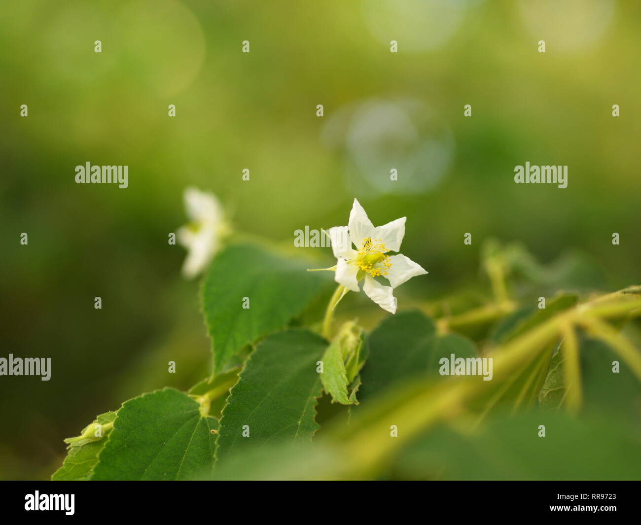 Flower of Flacourtia rukam Tree with Natural Morning Light and Green ...
