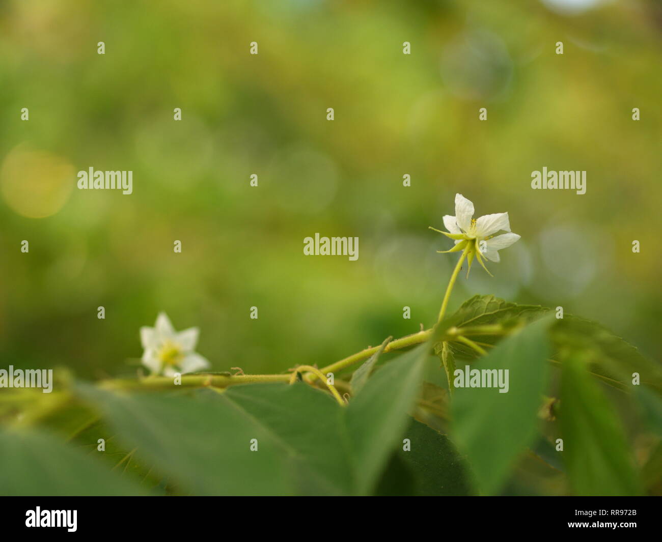 Flacourtia rukam hi-res stock photography and images - Alamy