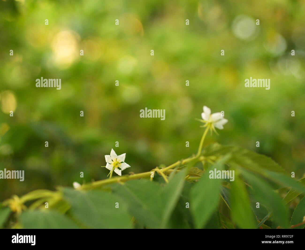 Flower of Flacourtia rukam Tree with Natural Morning Light and Green ...