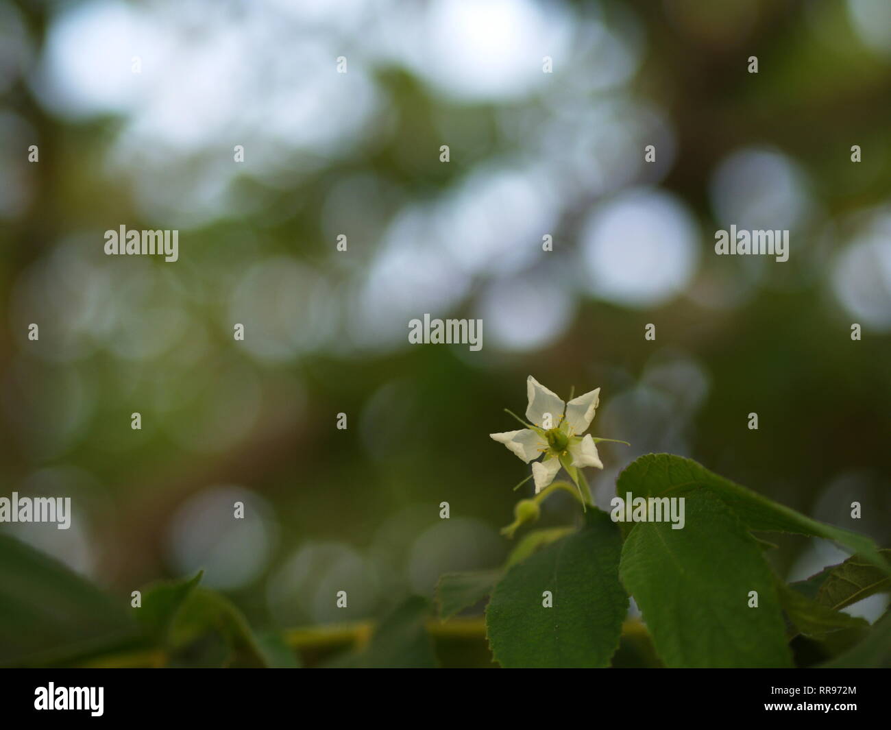 Flacourtia rukam hi-res stock photography and images - Alamy