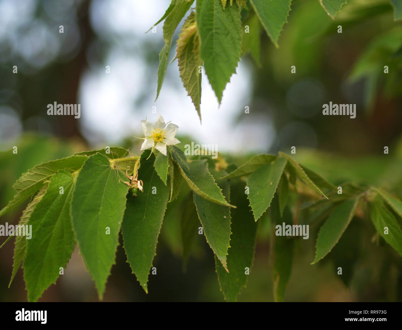 Flower of Flacourtia rukam Tree with Natural Morning Light and Green ...