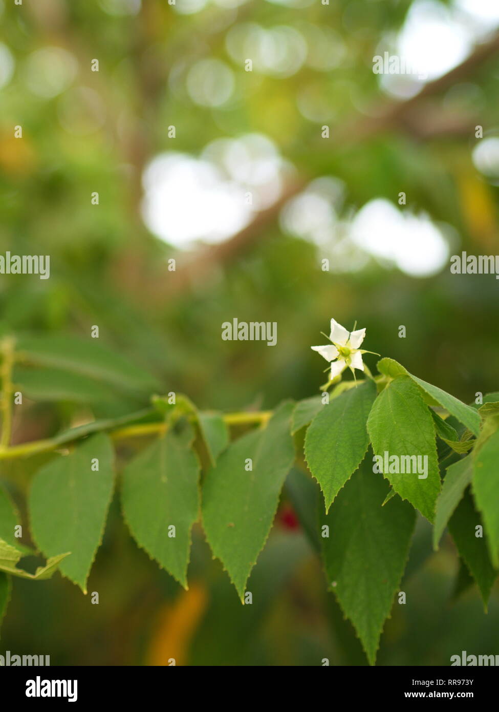 Rukam hi-res stock photography and images - Alamy
