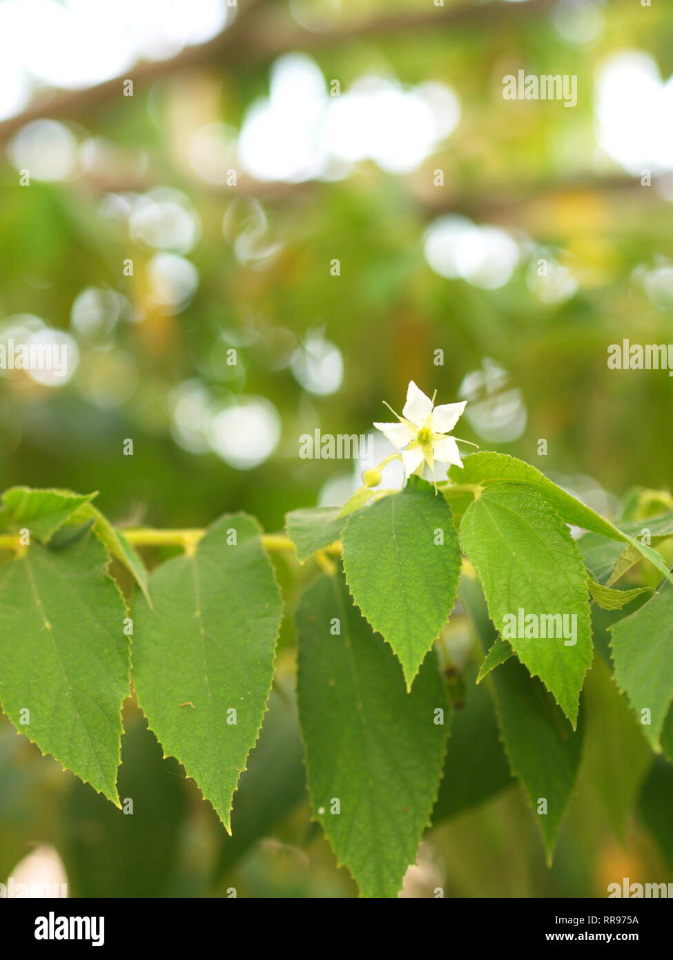 Flacourtiaceae High Resolution Stock Photography and Images - Alamy