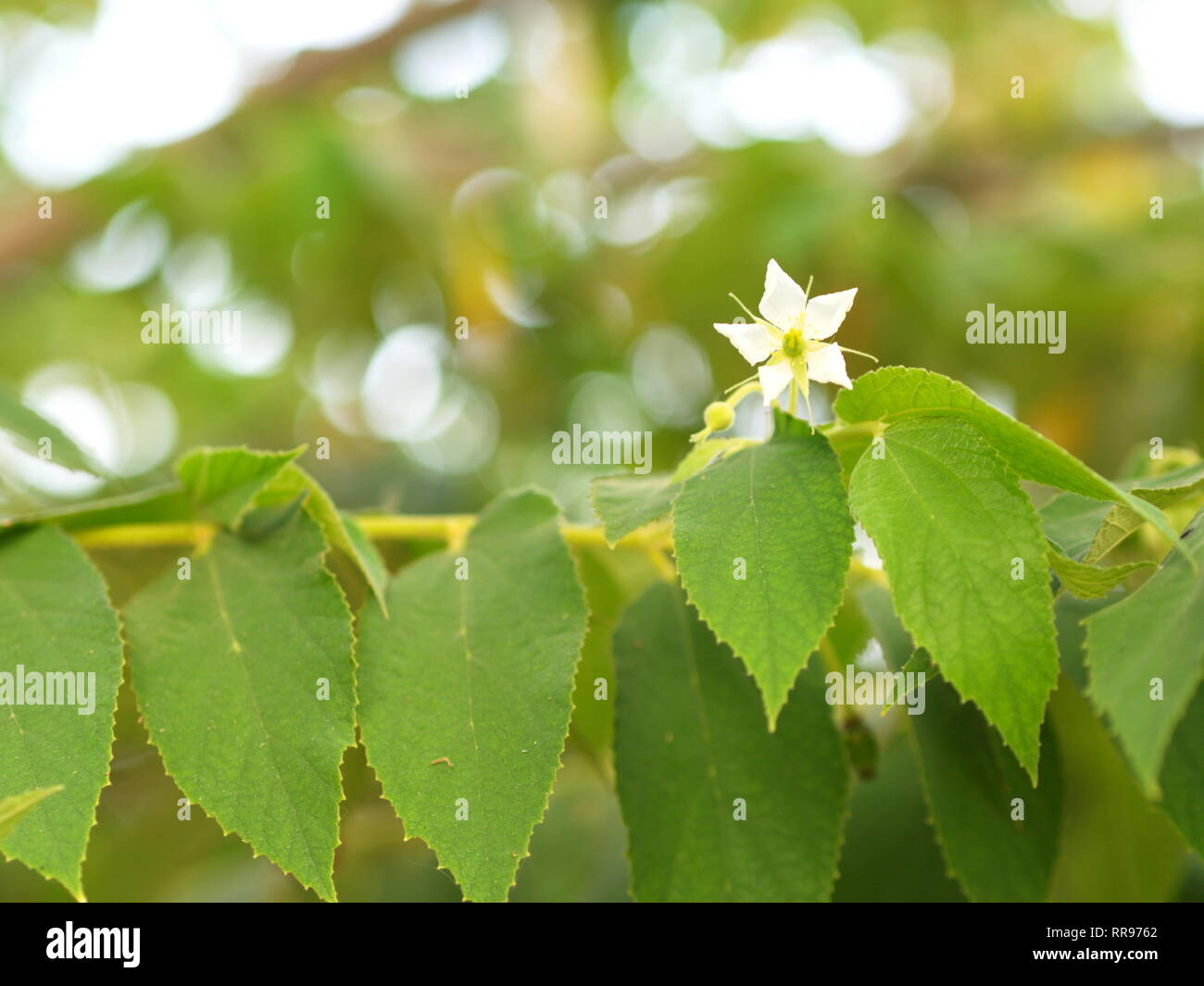 Flower of Flacourtia rukam Tree with Natural Morning Light and Green ...