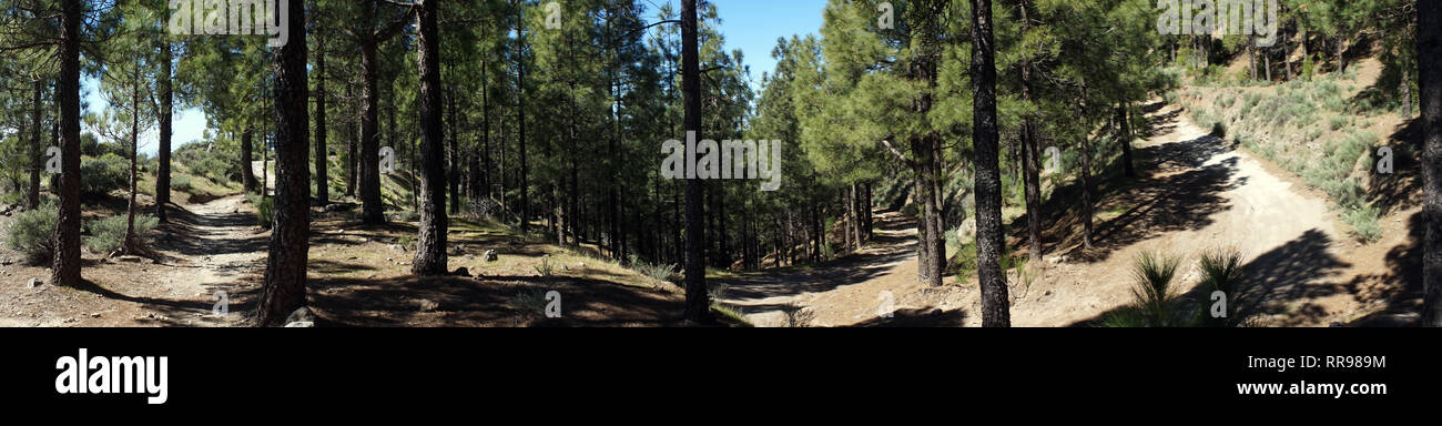 Track in the pine tree forest Stock Photo - Alamy