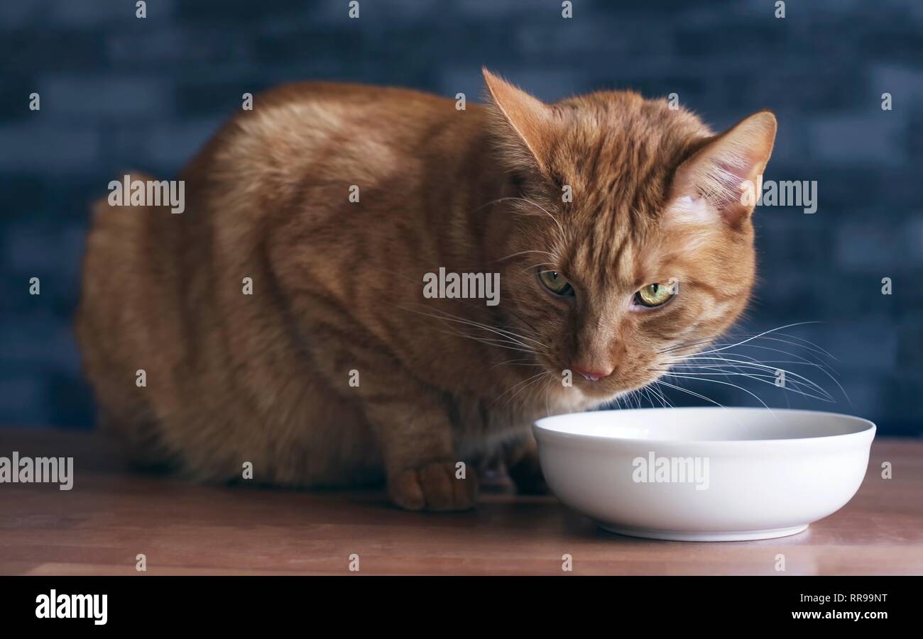 Close-up of a ginger cat eating from a white food dish Stock Photo - Alamy