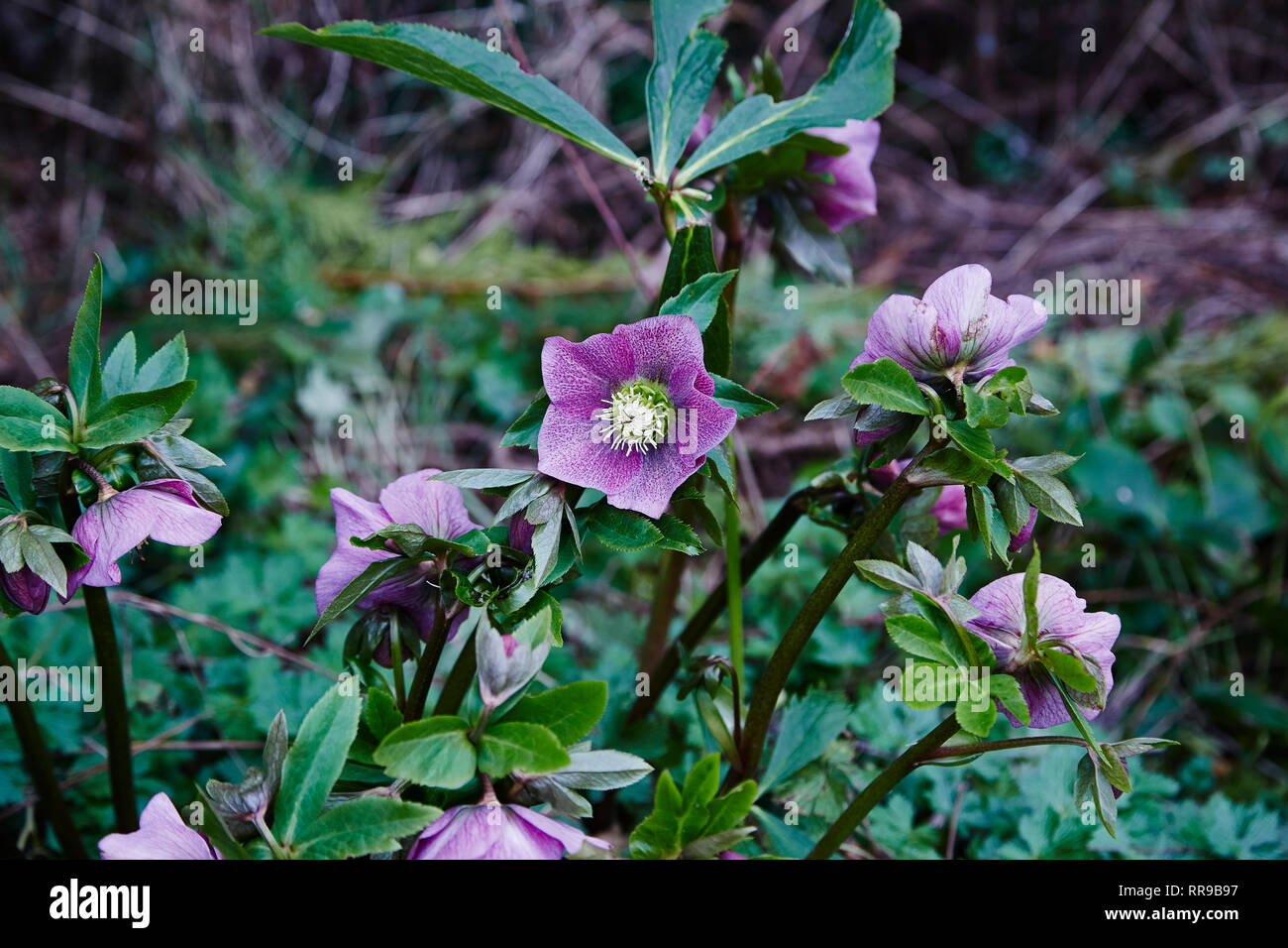 A Red spotted Helebore plant in a garden showing Flowers Stock Photo ...