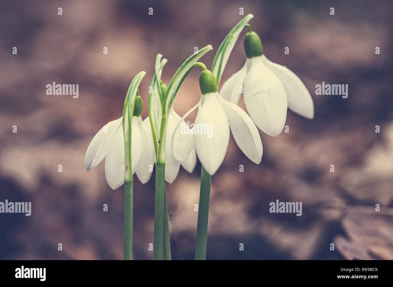 Spring snowdrops in full bloom on the Evenley estate in ...