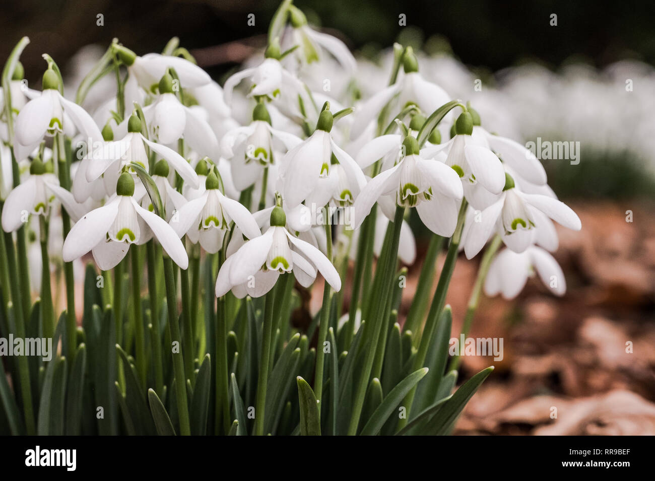 Spring snowdrops in full bloom on the Evenley estate in ...