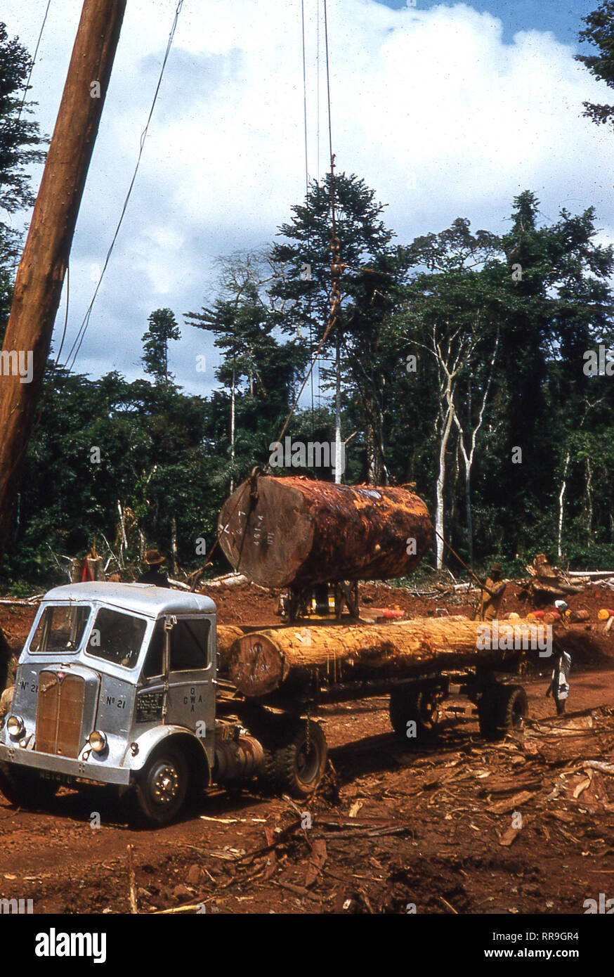 1960s, Ghana, West Africa, large tree logs being loaded onto the back ...