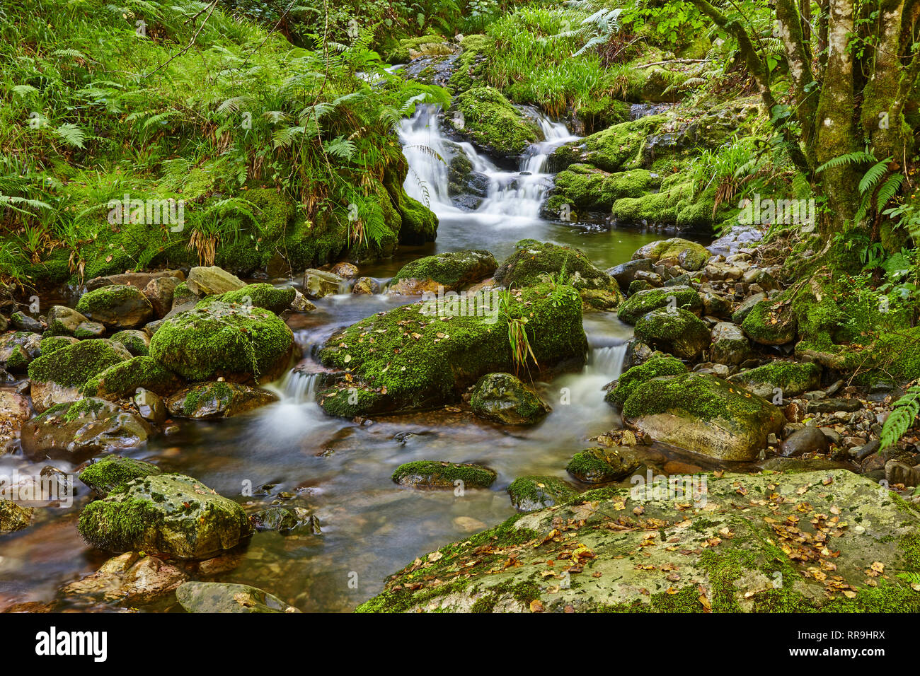 Green forest with stream in Muniellos biosphere reserve, Asturias ...