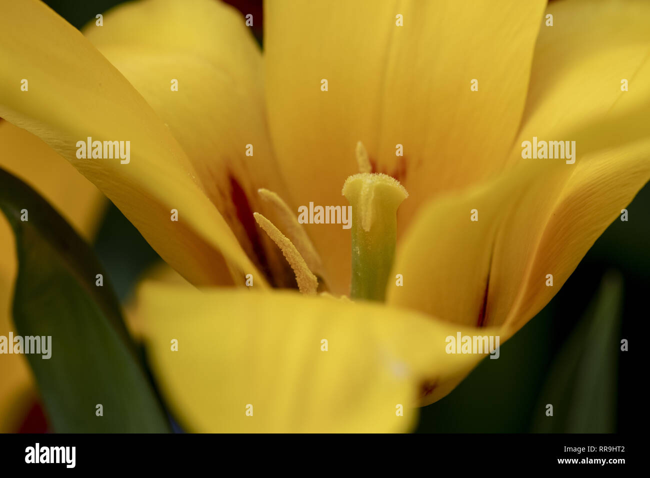 Structure of the flower perianth hi-res stock photography and images ...