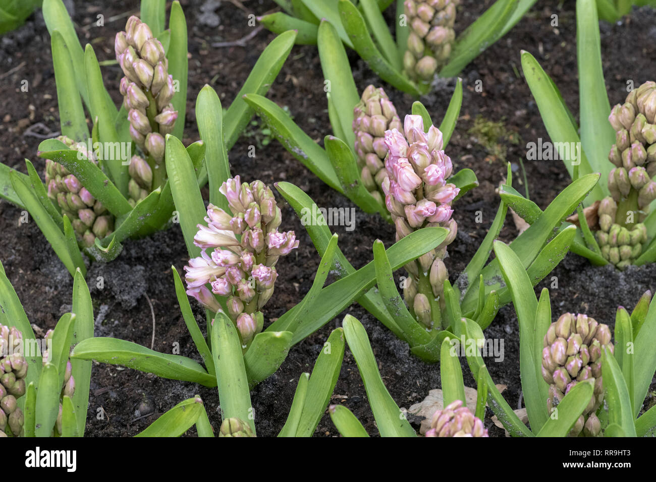 Pink Hyacinthus, Species orientalis, Hyacinth. Attractive spring ...