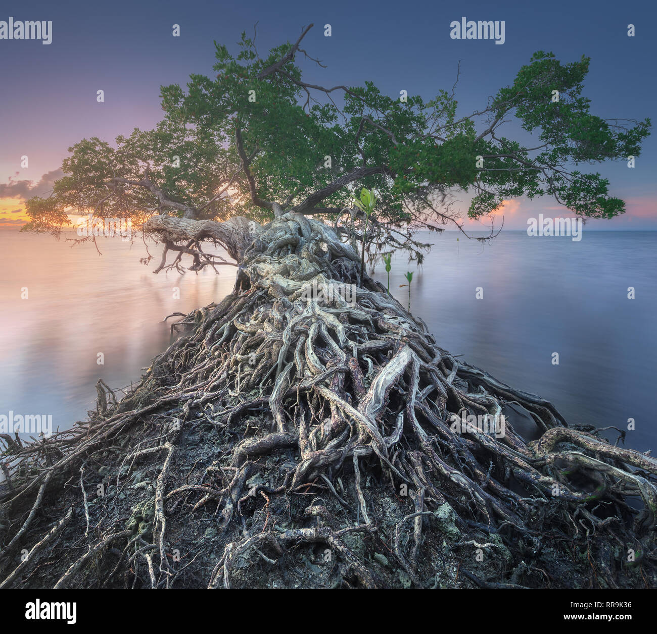 Tree over the water and coast of Borneo beach Stock Photo - Alamy