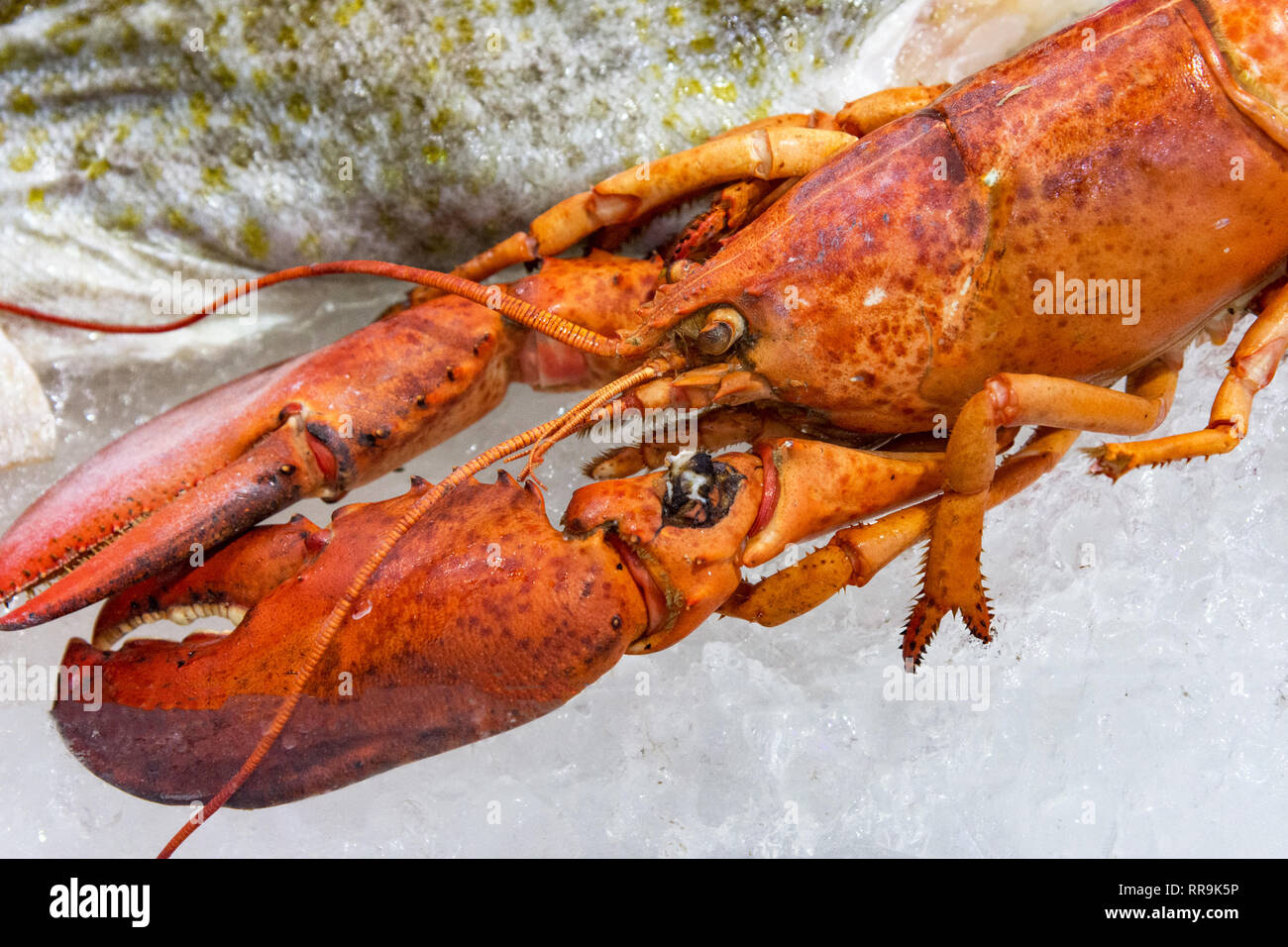 Lobster on the ice In the supermarket, Fresh Red Lobster Stock Photo ...