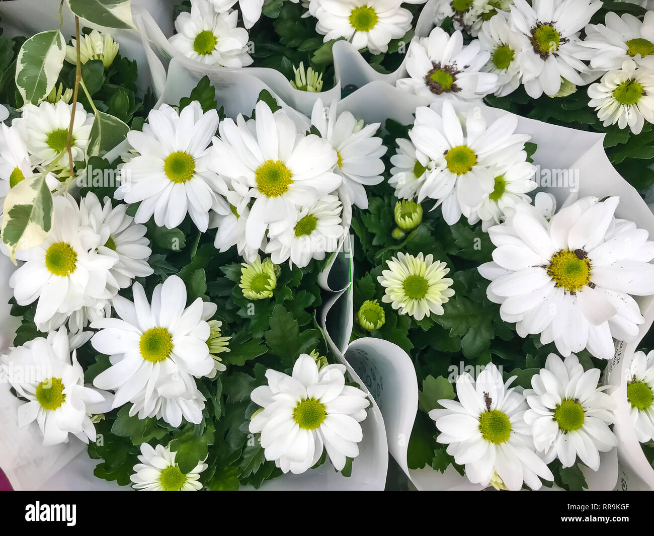 Background, texture daisy flowers, chrysanthemum, greeting card, banner ...