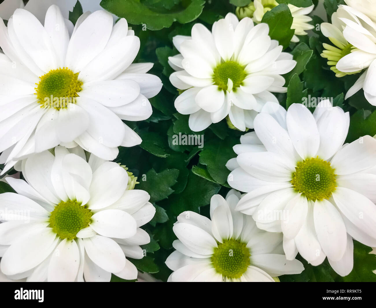 Background, texture daisy flowers, chrysanthemum, greeting card, banner ...