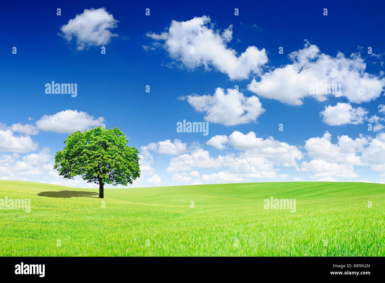 Idyllic landscape, lonely tree among green fields, in the background ...