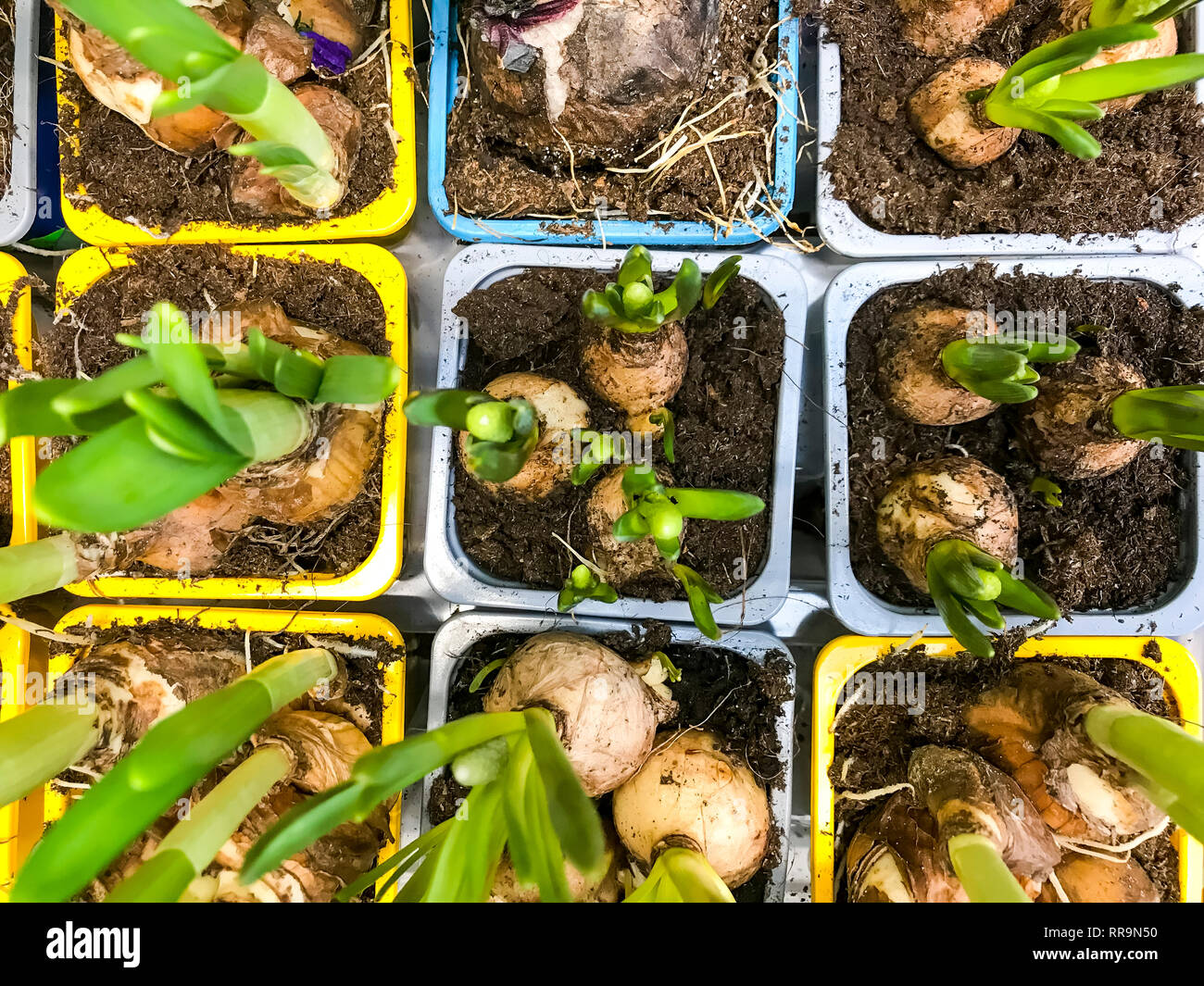 Spring bulbs container gift hi-res stock photography and images - Alamy