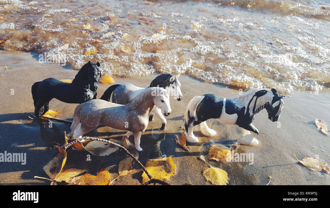 Cows running as they get out in spring. One cow stands still watching ...