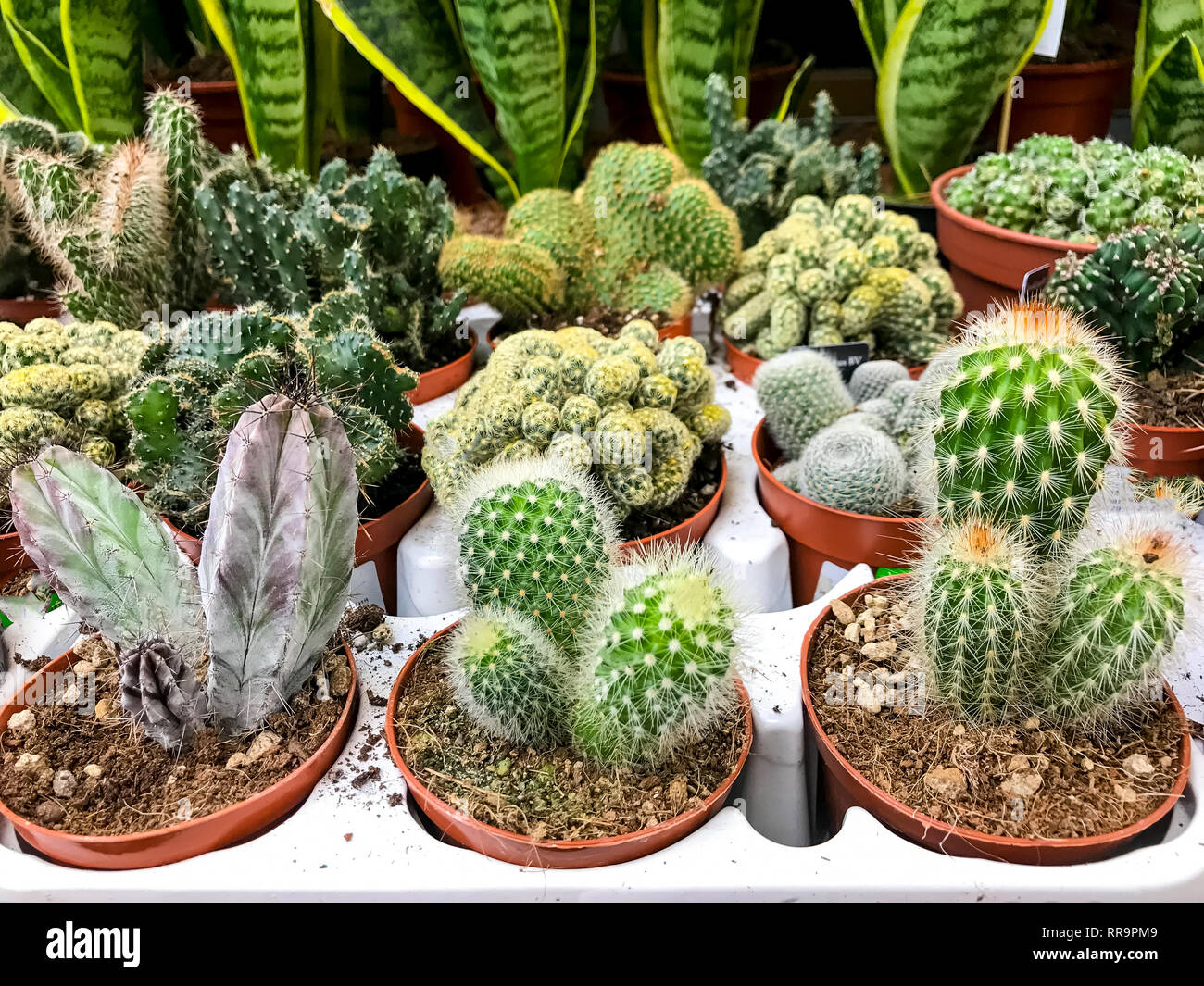 Cacti and succulents in containers, for sale. Studio Photo Stock Photo ...