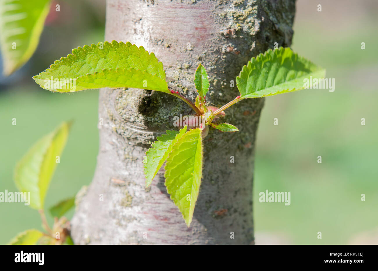 European or common hornbeam (Carpinus betulus) leaves under a strong ...