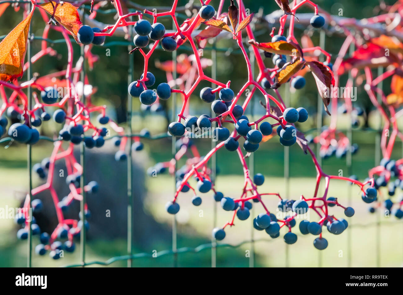 Parthenocissus quinquefolia fruits, also known as Virginia creeper ...