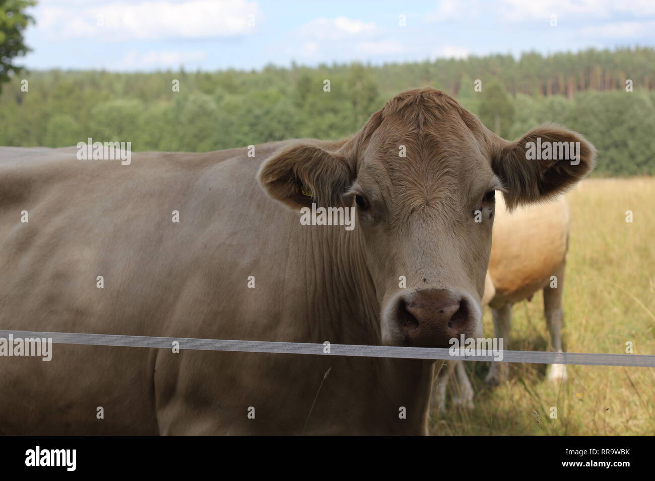 Cows running as they get out in spring. One cow stands still watching ...