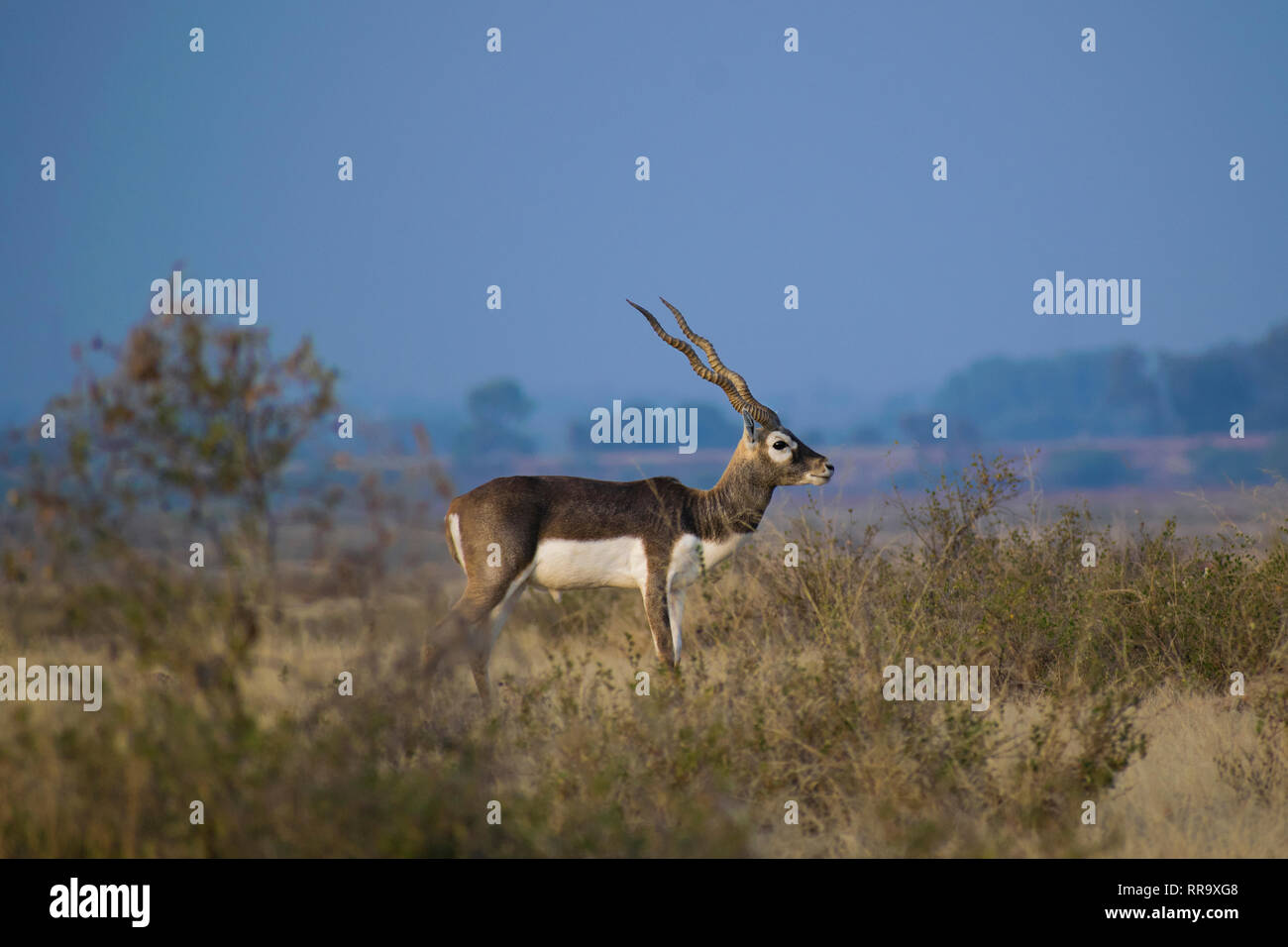 The Black Buck Stock Photo - Alamy