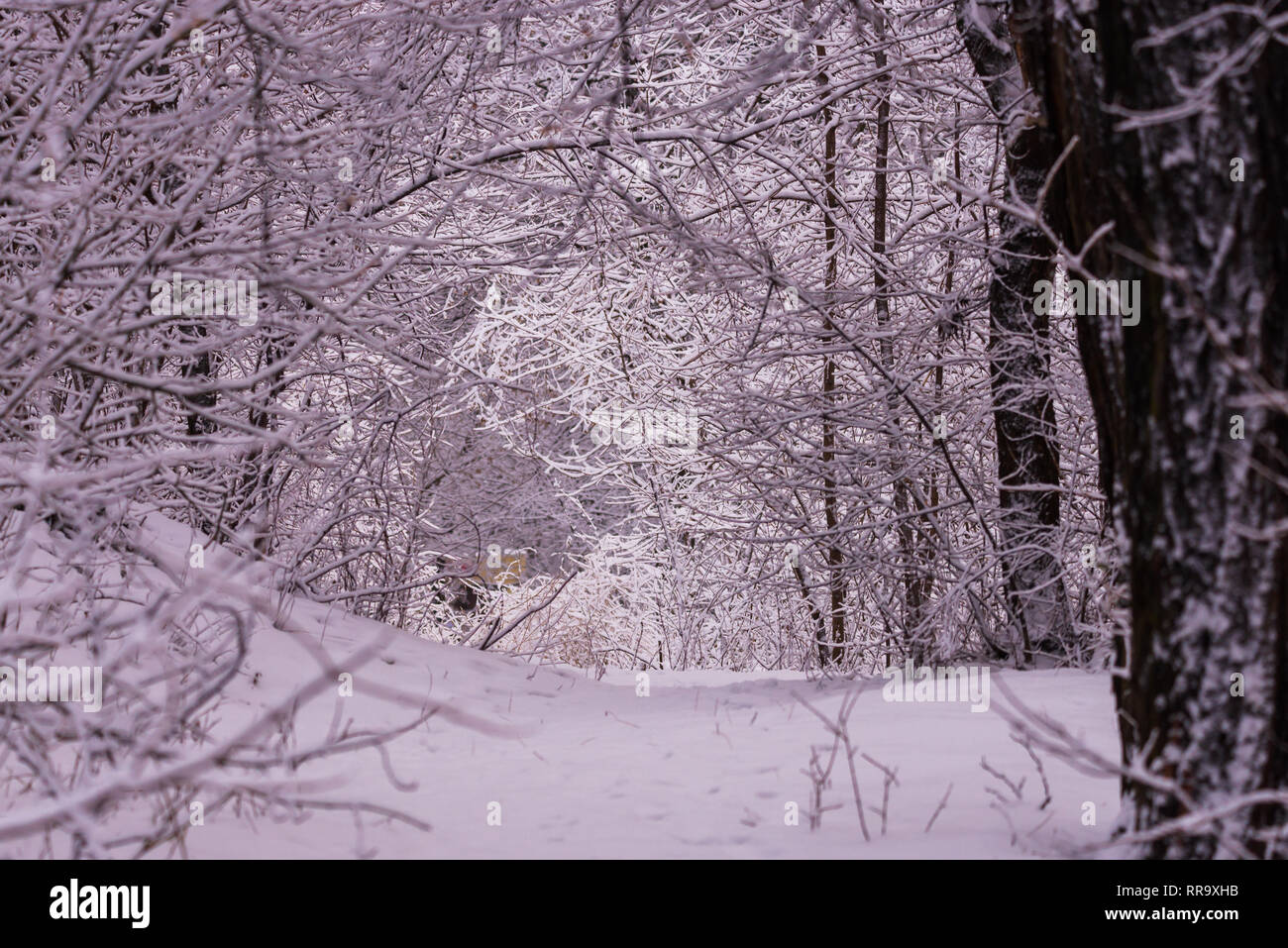Winter landscape scene with falling snow - wonderland forest with ...