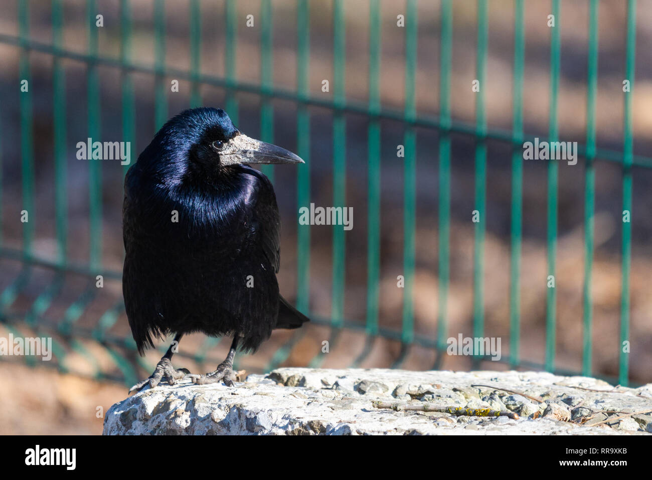 Black Carrion Crow or Corvus corone bird in city park Stock Photo - Alamy