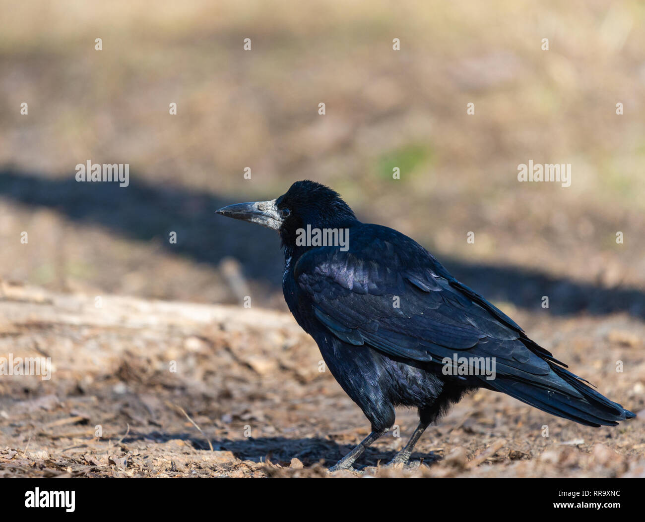 Black Carrion Crow or Corvus corone bird in city park Stock Photo - Alamy
