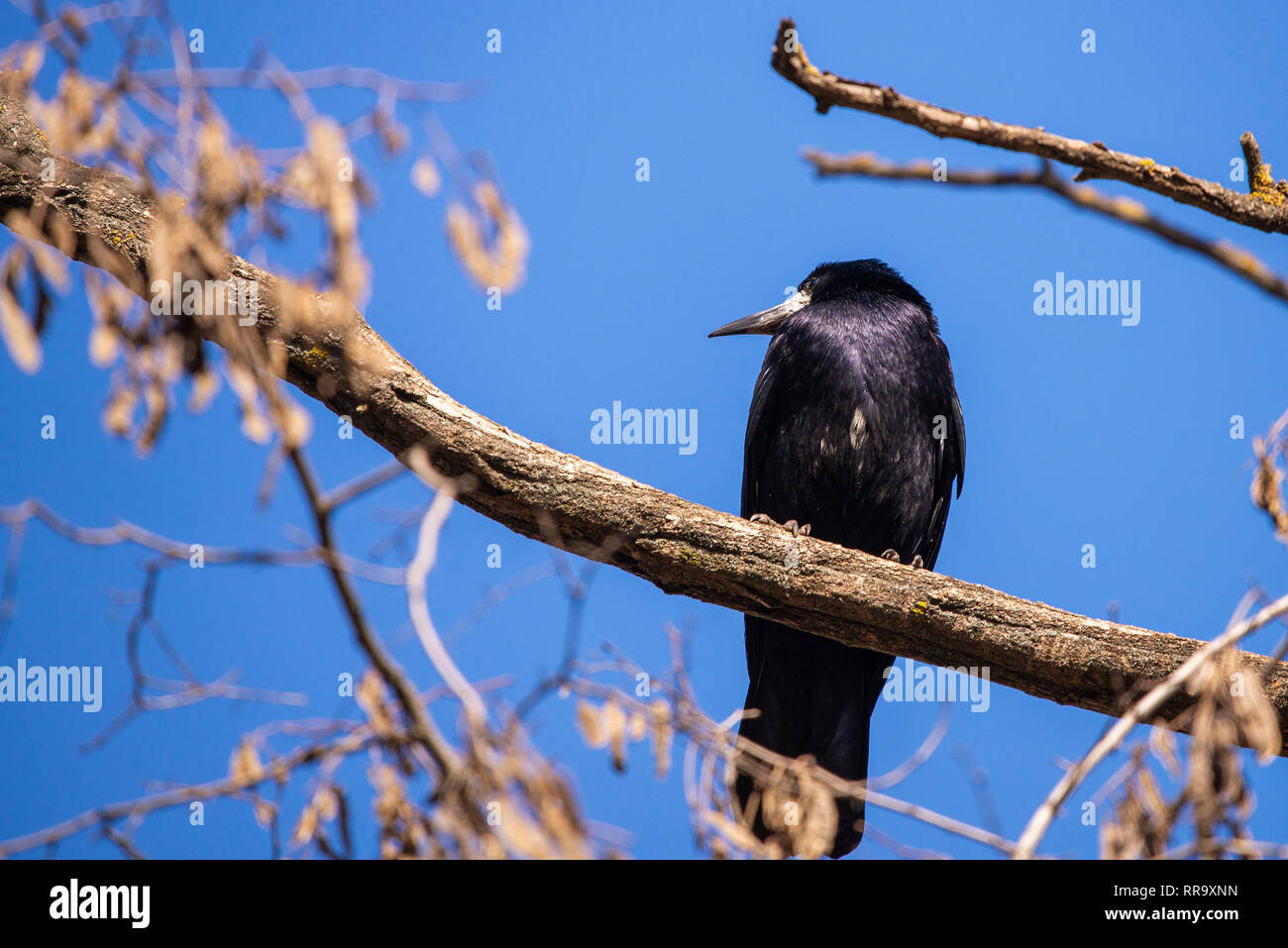 Black Carrion Crow or Corvus corone bird in city park Stock Photo - Alamy