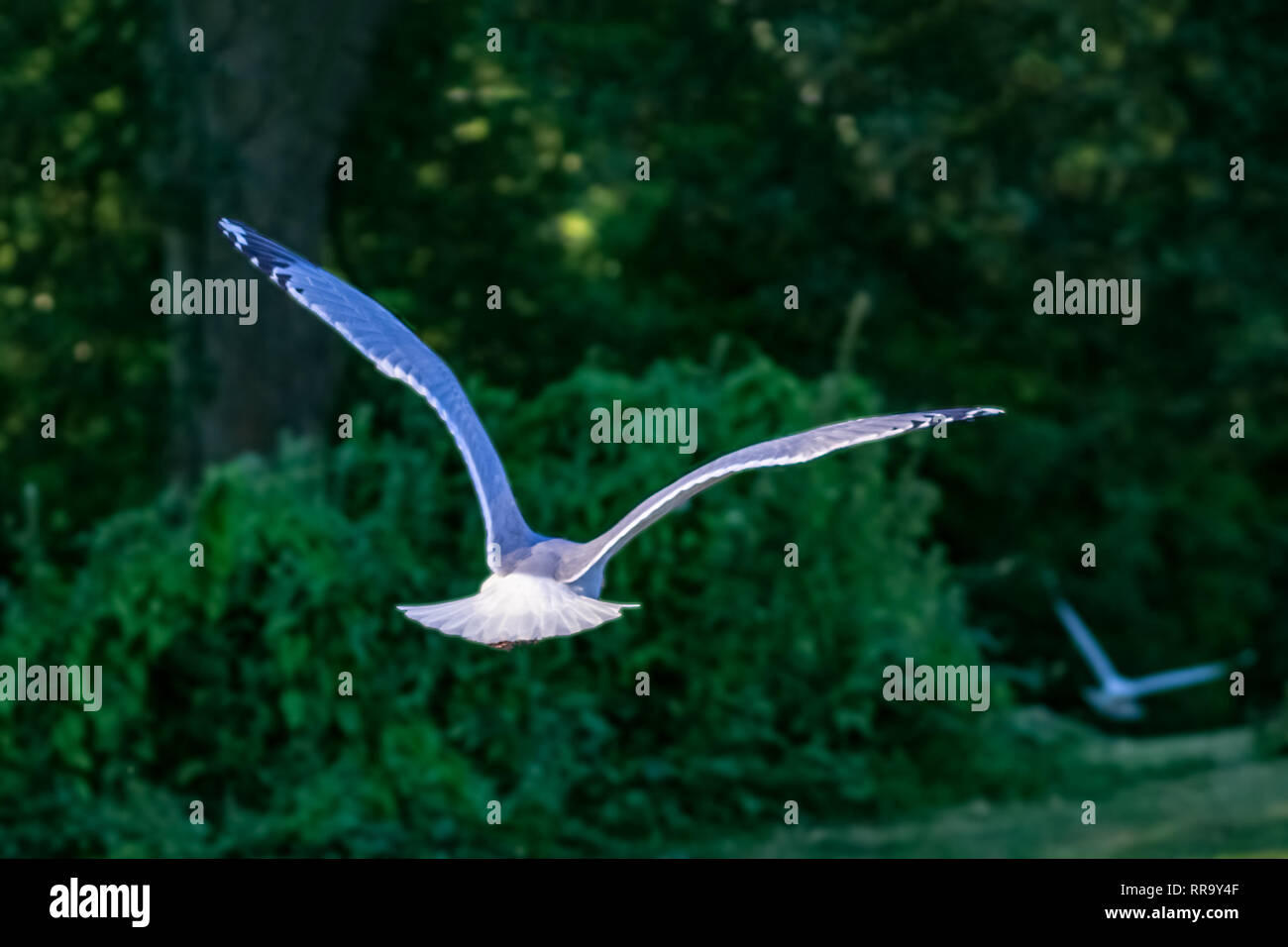 Seagull flying away wings spread from behind green trees at background ...
