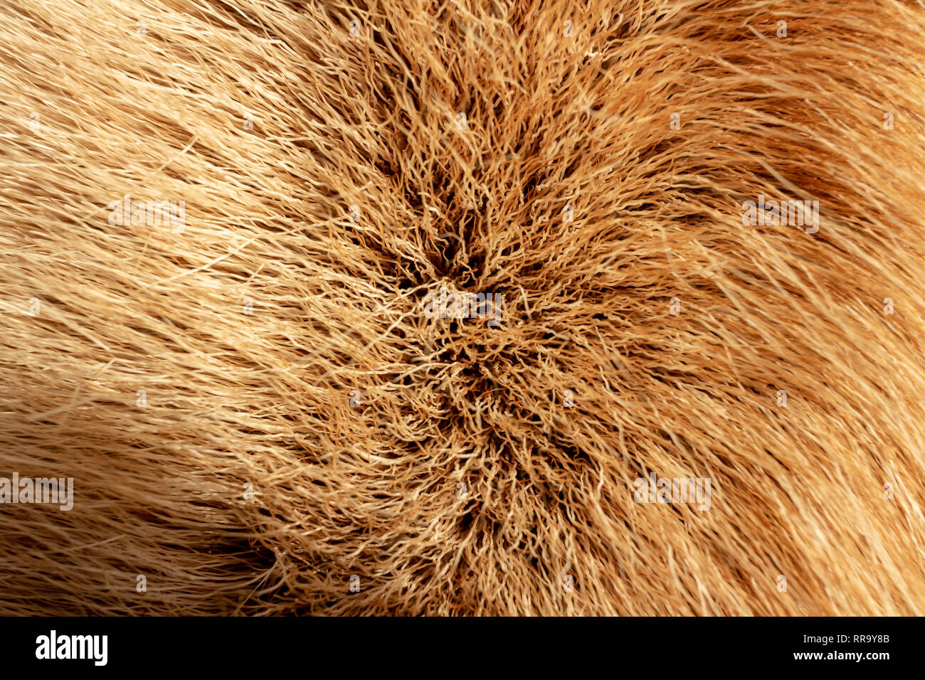 Reindeer fur background texture. Natural material pattern Stock Photo ...